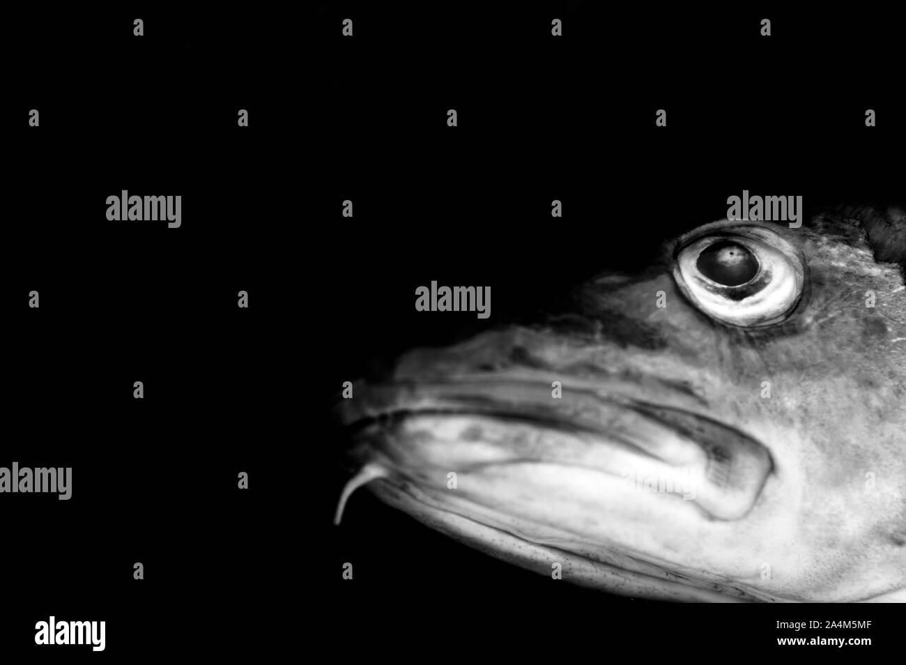 Morue noire Banque de photographies et d’images à haute résolution - Alamy