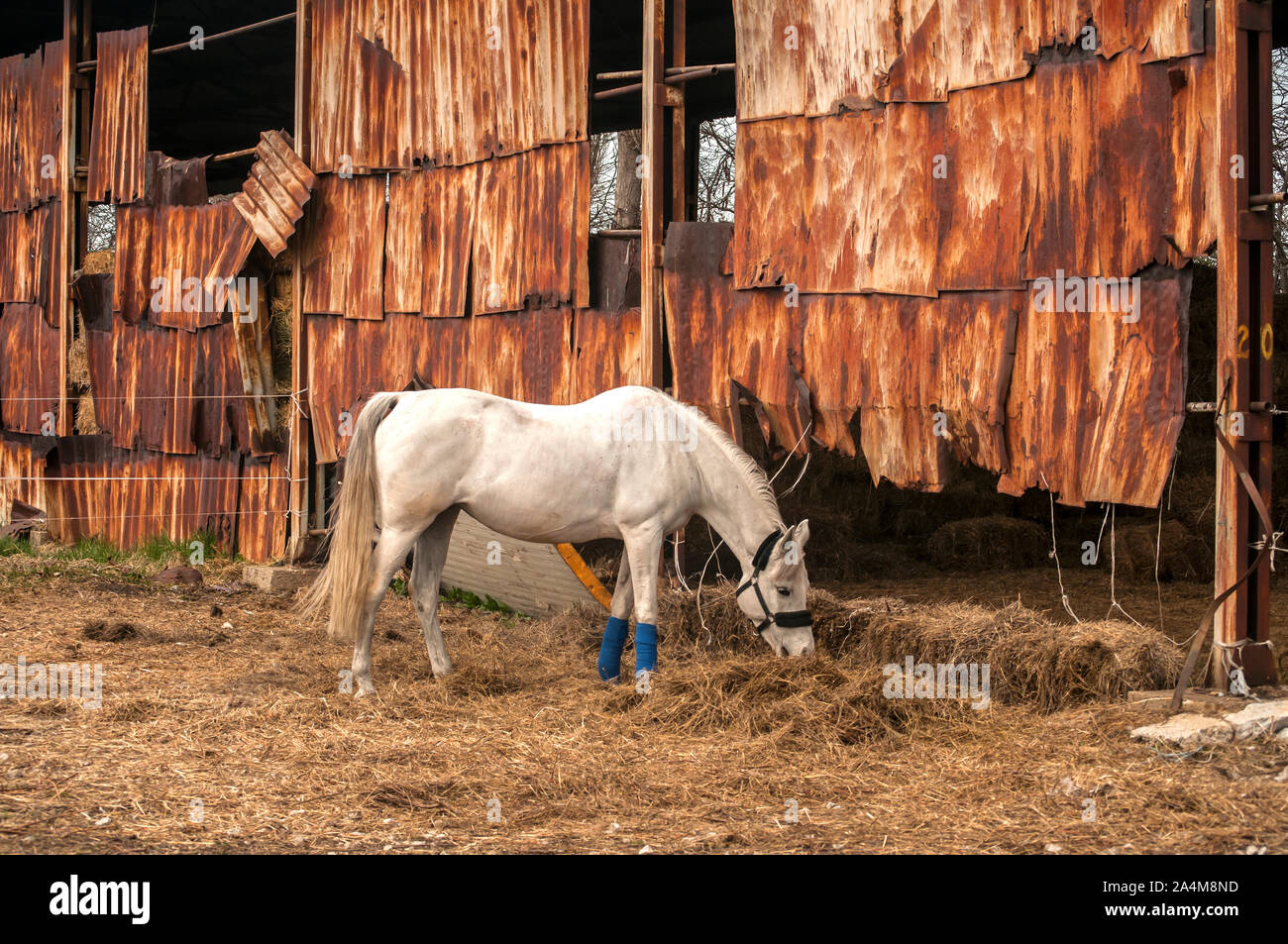 Cheval En Paille Banque d'image et photos - Alamy