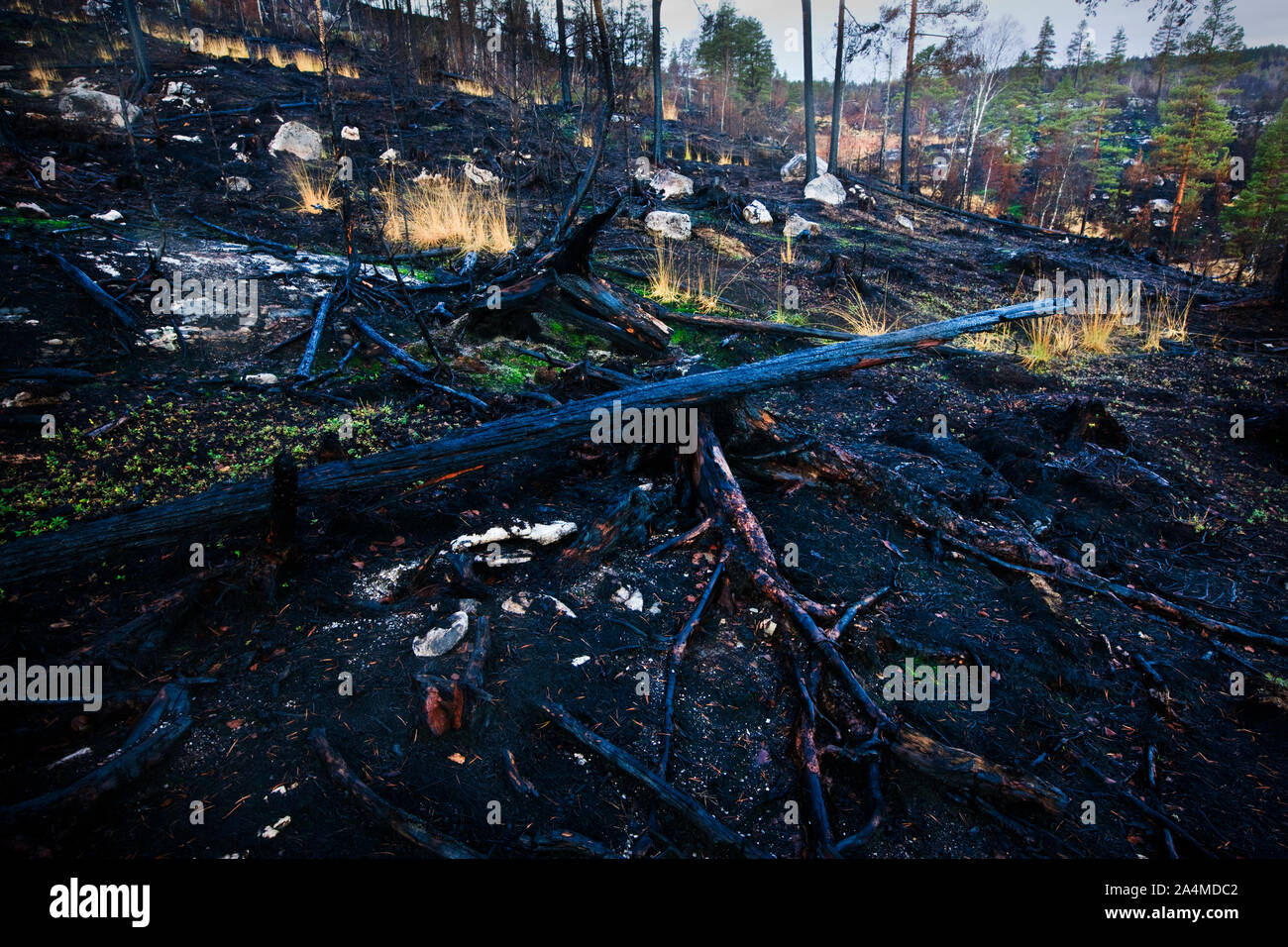 Landscape after forest fire Banque de photographies et d’images à haute ...