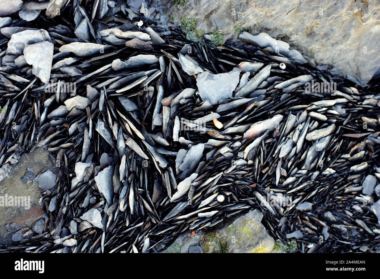 Plages de coquillages Banque de photographies et d’images à haute ...
