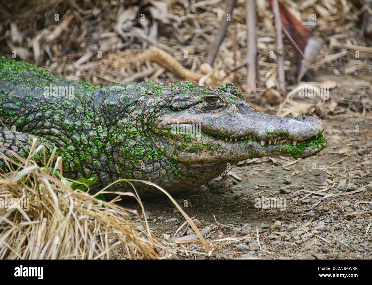 Black caiman (melanosuchus niger) Banque de photographies et d’images à ...