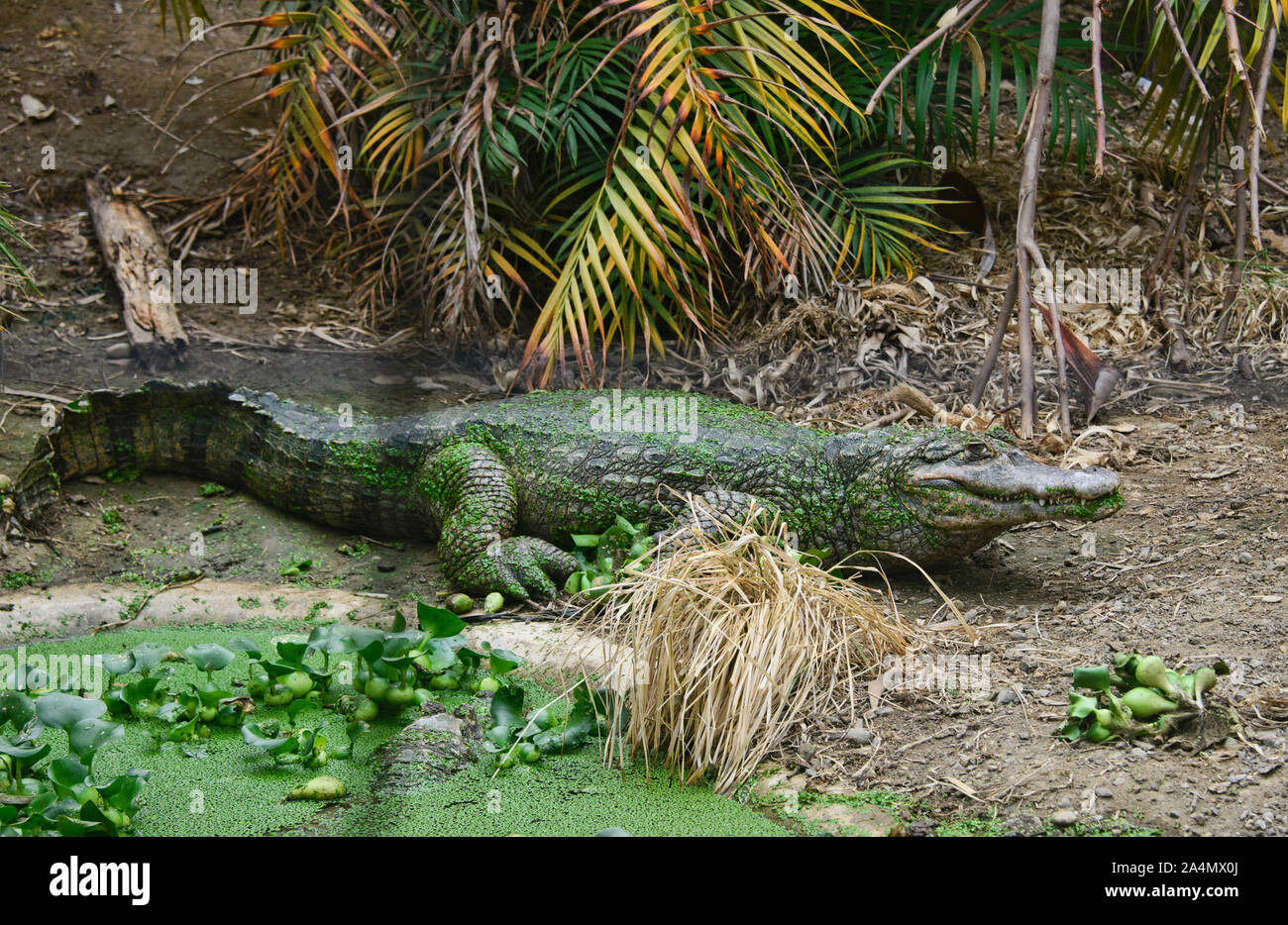 Black caiman (melanosuchus niger) Banque de photographies et d’images à ...