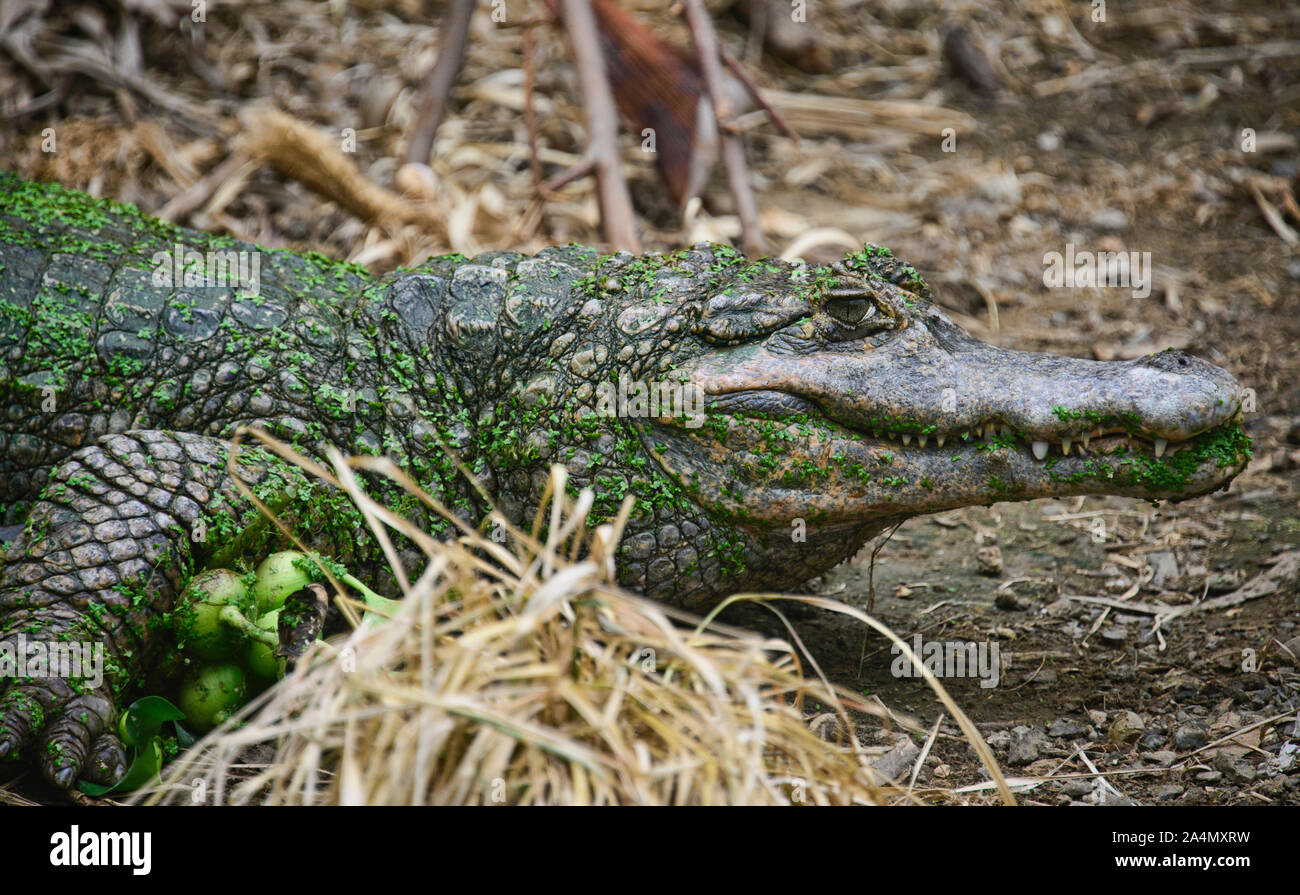 Black caiman Banque de photographies et d’images à haute résolution - Alamy