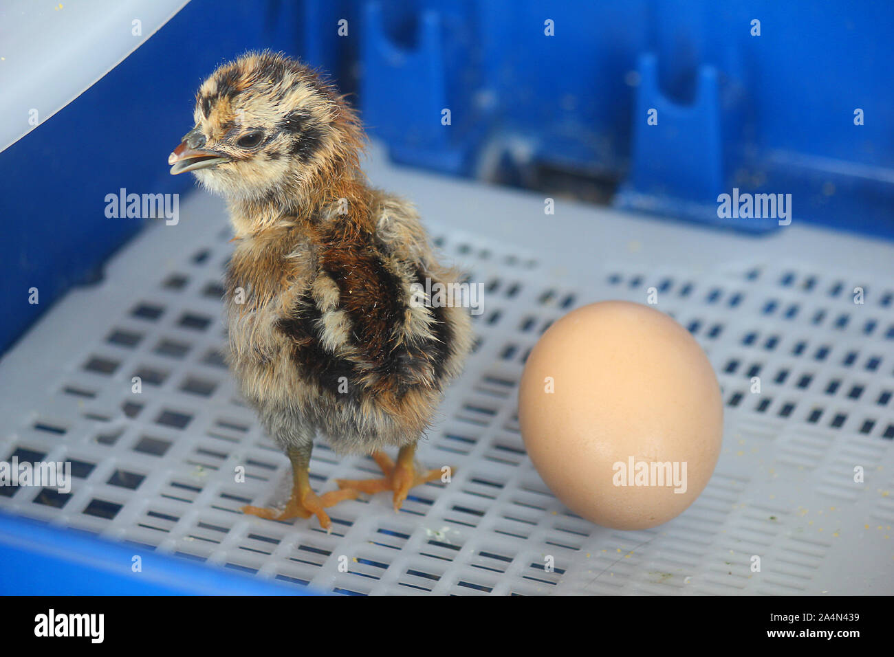 Poussin nouveau né Banque de photographies et d’images à haute ...