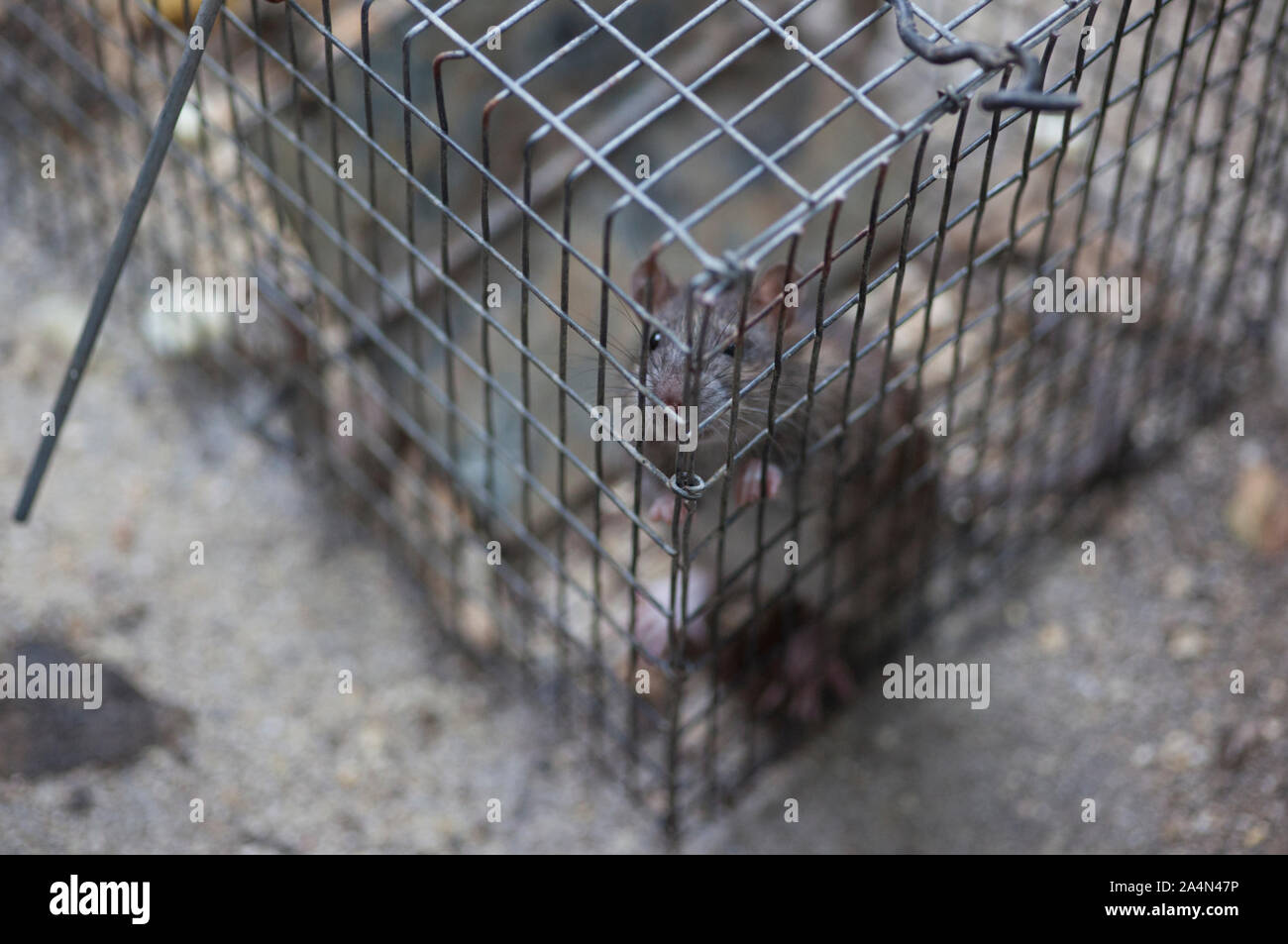 Laboratory rat cage Banque de photographies et d’images à haute ...