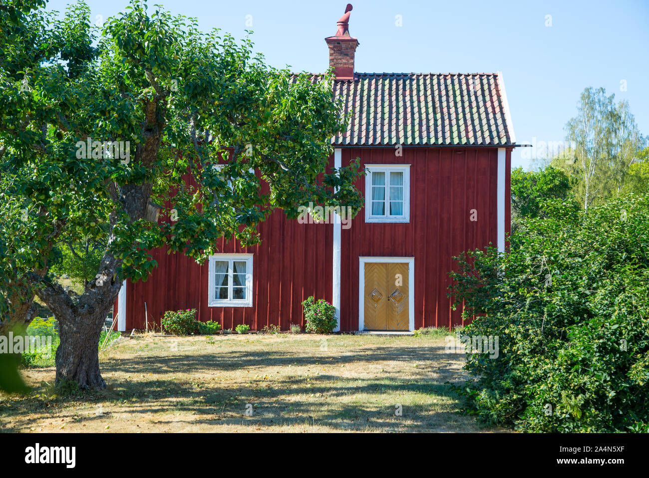 Arbre aux fruits rouges Banque de photographies et d’images à haute ...