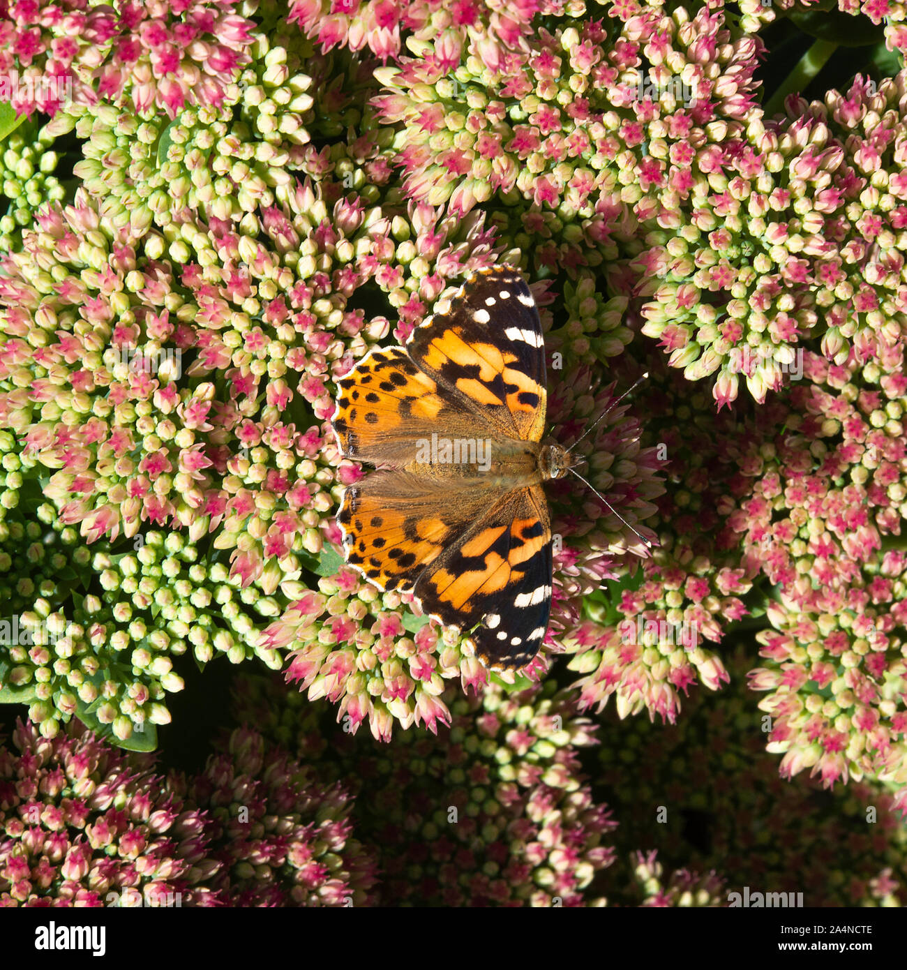 Papillon en automne Banque de photographies et d’images à haute ...