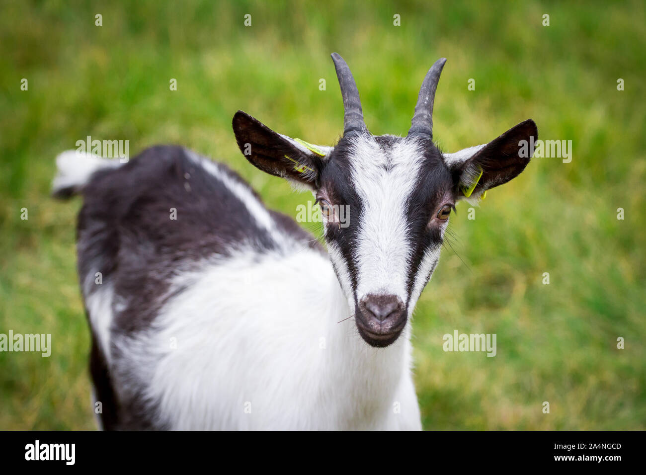 Black alpine goat on farm Banque de photographies et d’images à haute ...