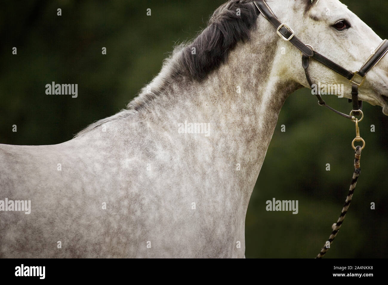 Cheval portant une bride Banque de photographies et d’images à haute ...