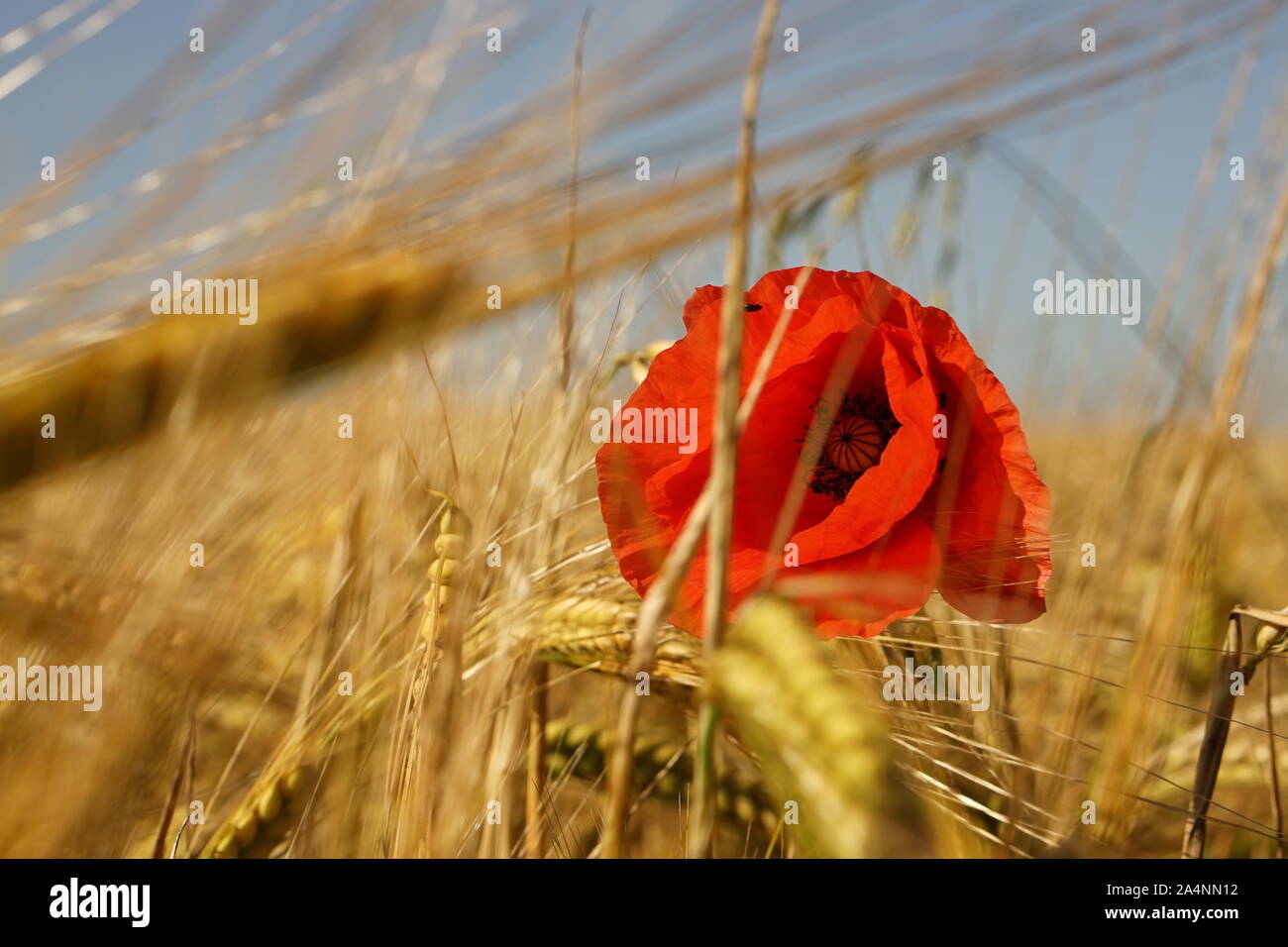 été champ de blé Banque de photographies et d’images à haute résolution ...