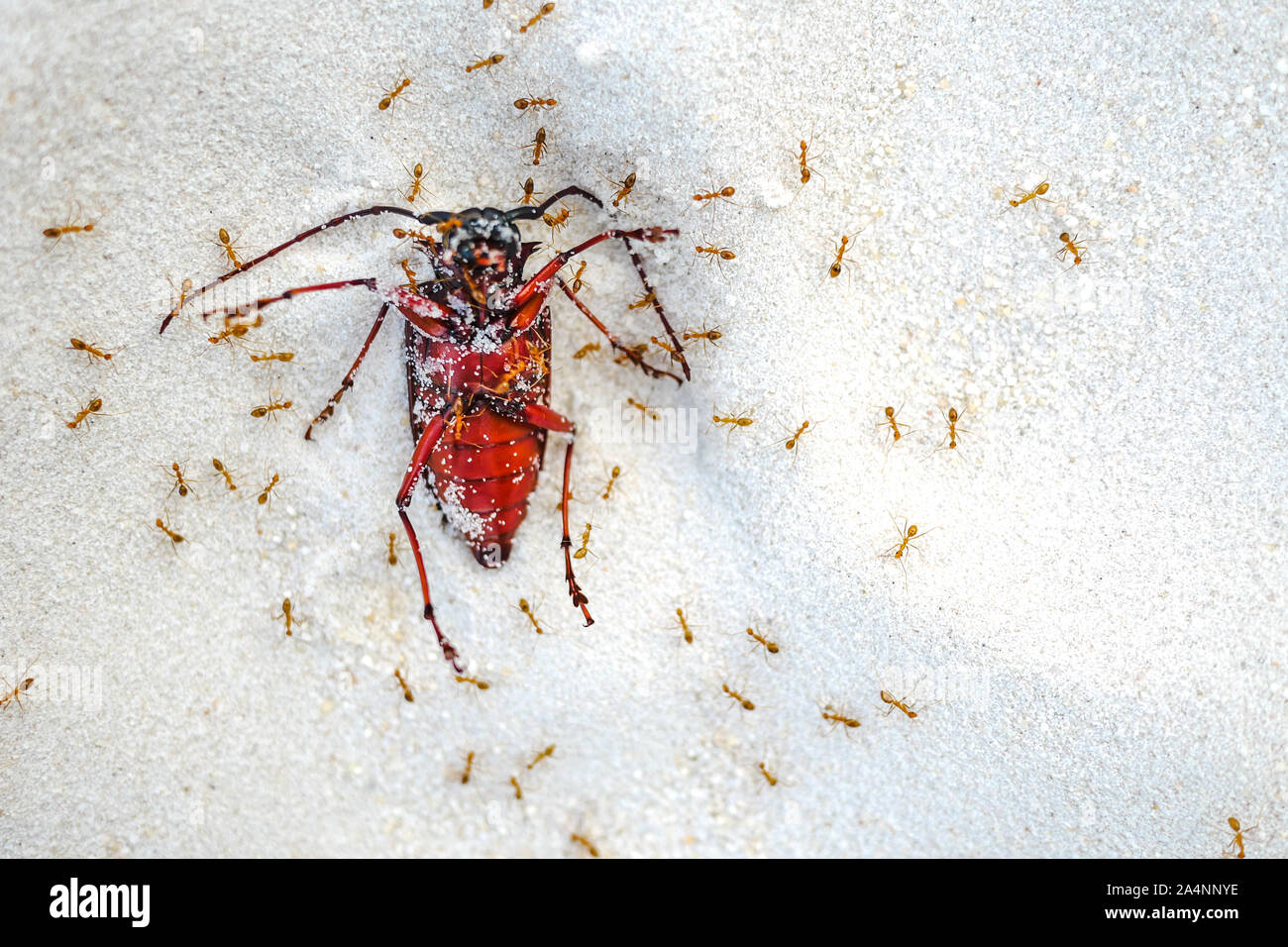 Tuer les fourmis tueur d'insectes Banque de photographies et d’images à ...