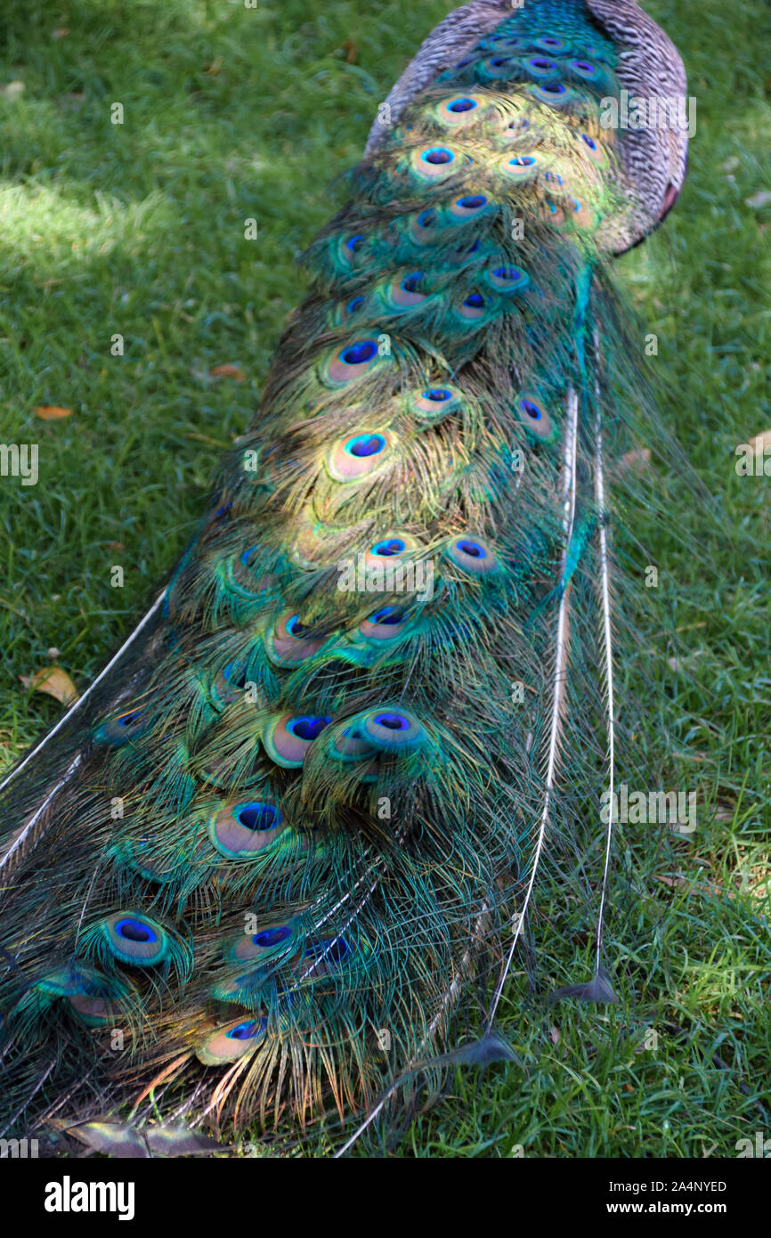 Oiseau coloré longue queue Banque de photographies et d’images à haute ...
