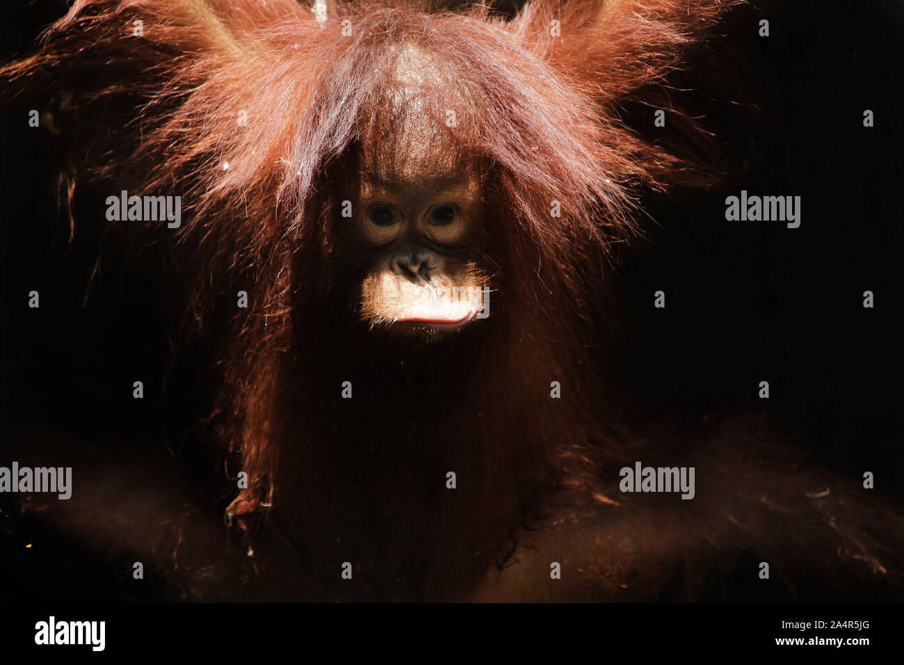 Orangutan face Banque de photographies et d’images à haute résolution ...