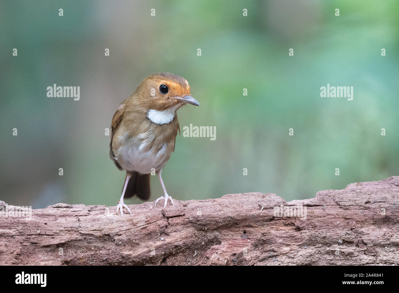 Le moucherolle vert (monileger Anthipes gorgeted) est une espèce de passereau de la famille de l ...