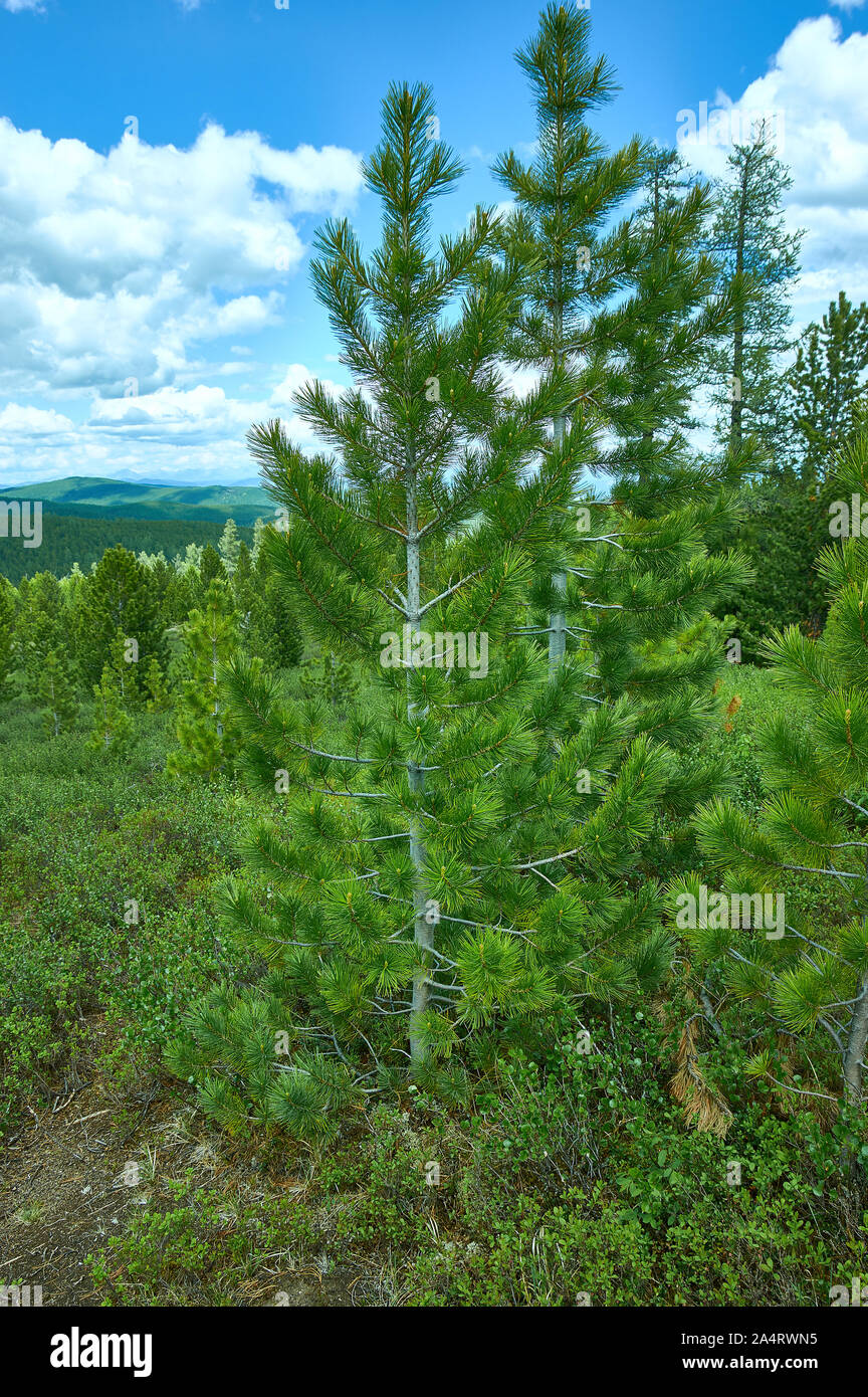 Pinus sibirica Banque de photographies et d’images à haute résolution ...