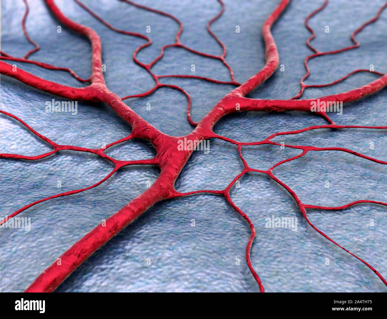 Illustration 3D de l'appareil circulatoire, les maladies, des vaisseaux ...