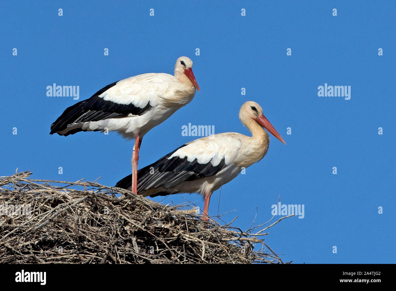Oiseaux De Cigogne Blanche Banque d'image et photos - Alamy