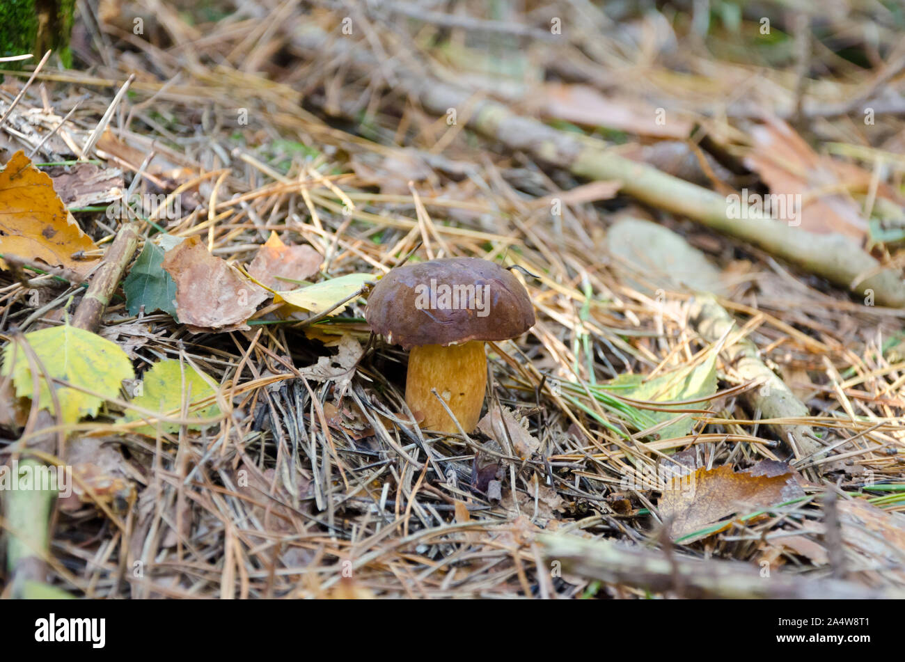 Bolet en bois Banque de photographies et d’images à haute résolution ...