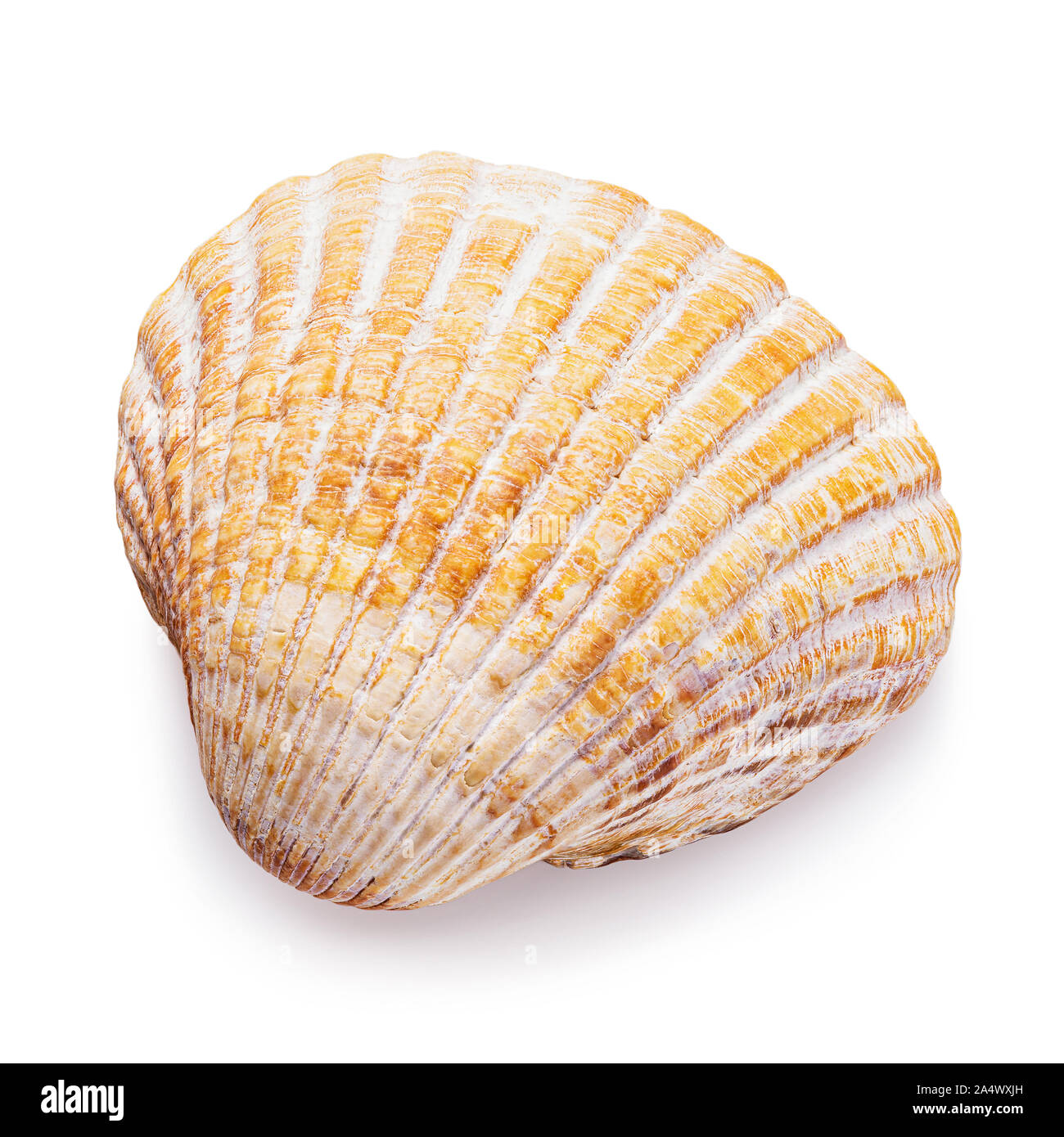 Petit coquillage isolé sur fond blanc, vue du dessus. Photo prise par ...