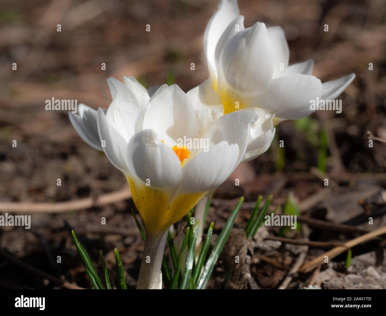 Crocus blanc Banque de photographies et d’images à haute résolution - Alamy