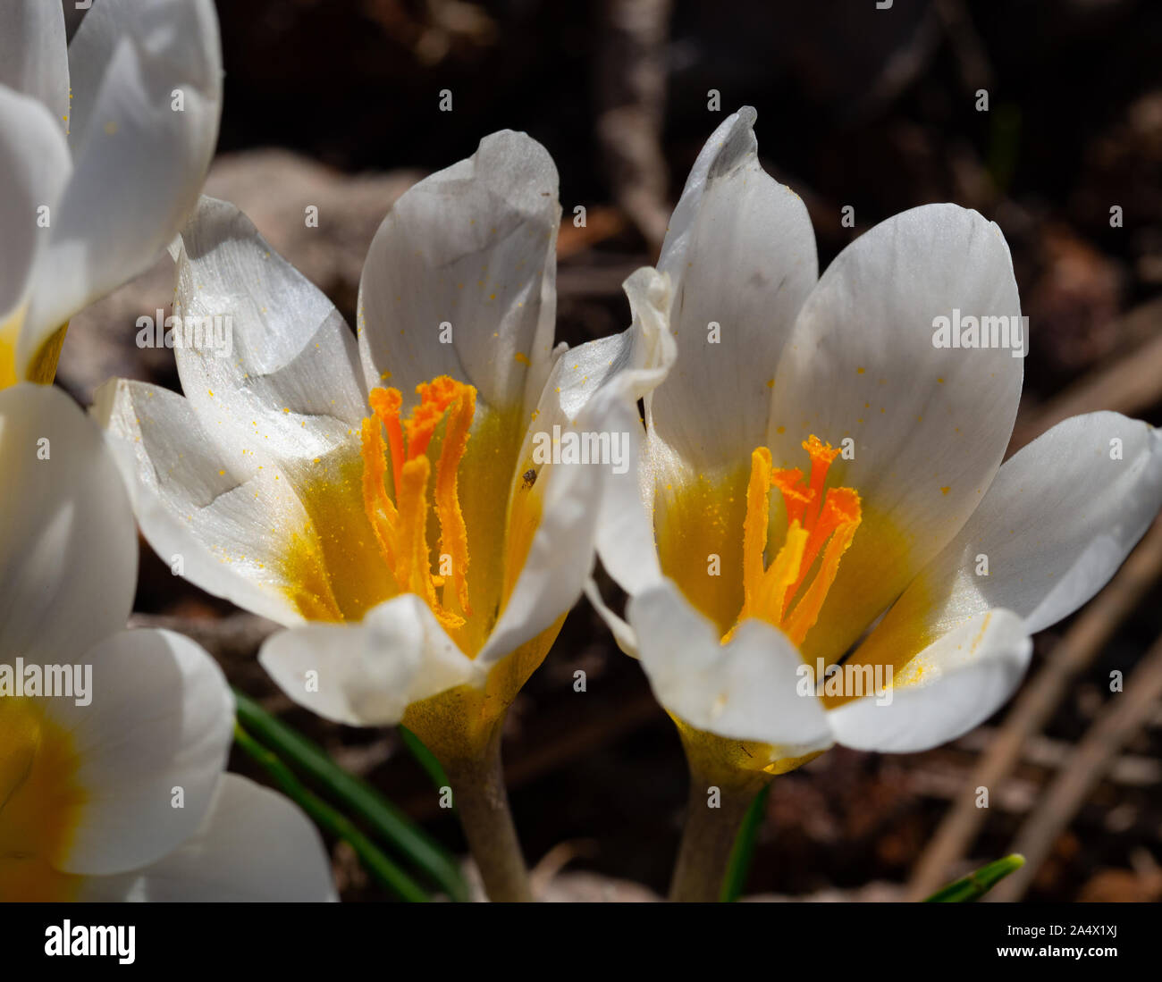 Crocus blanc Banque de photographies et d’images à haute résolution - Alamy