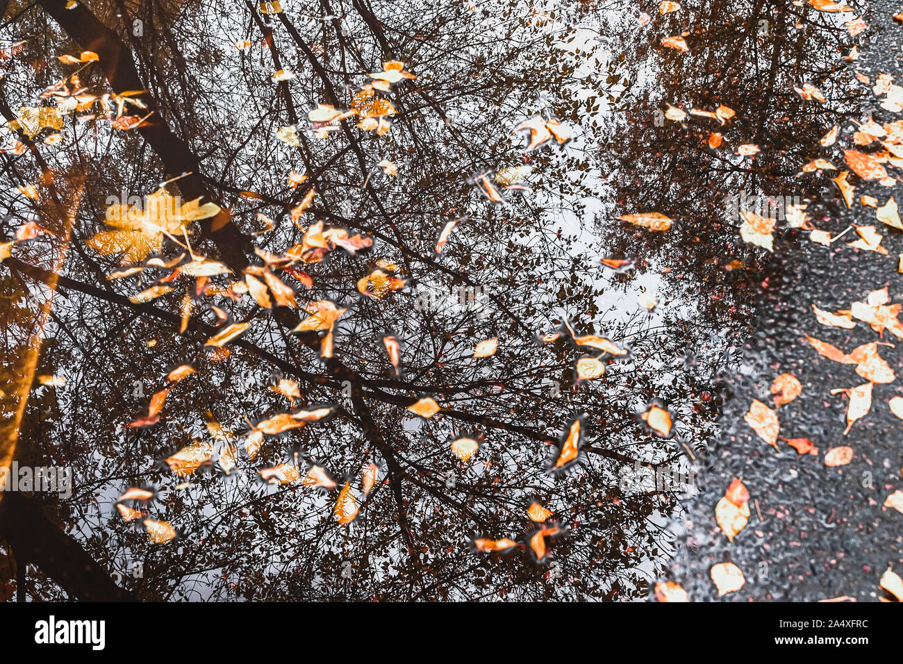 Feuilles De Pluie Banque d'image et photos - Alamy