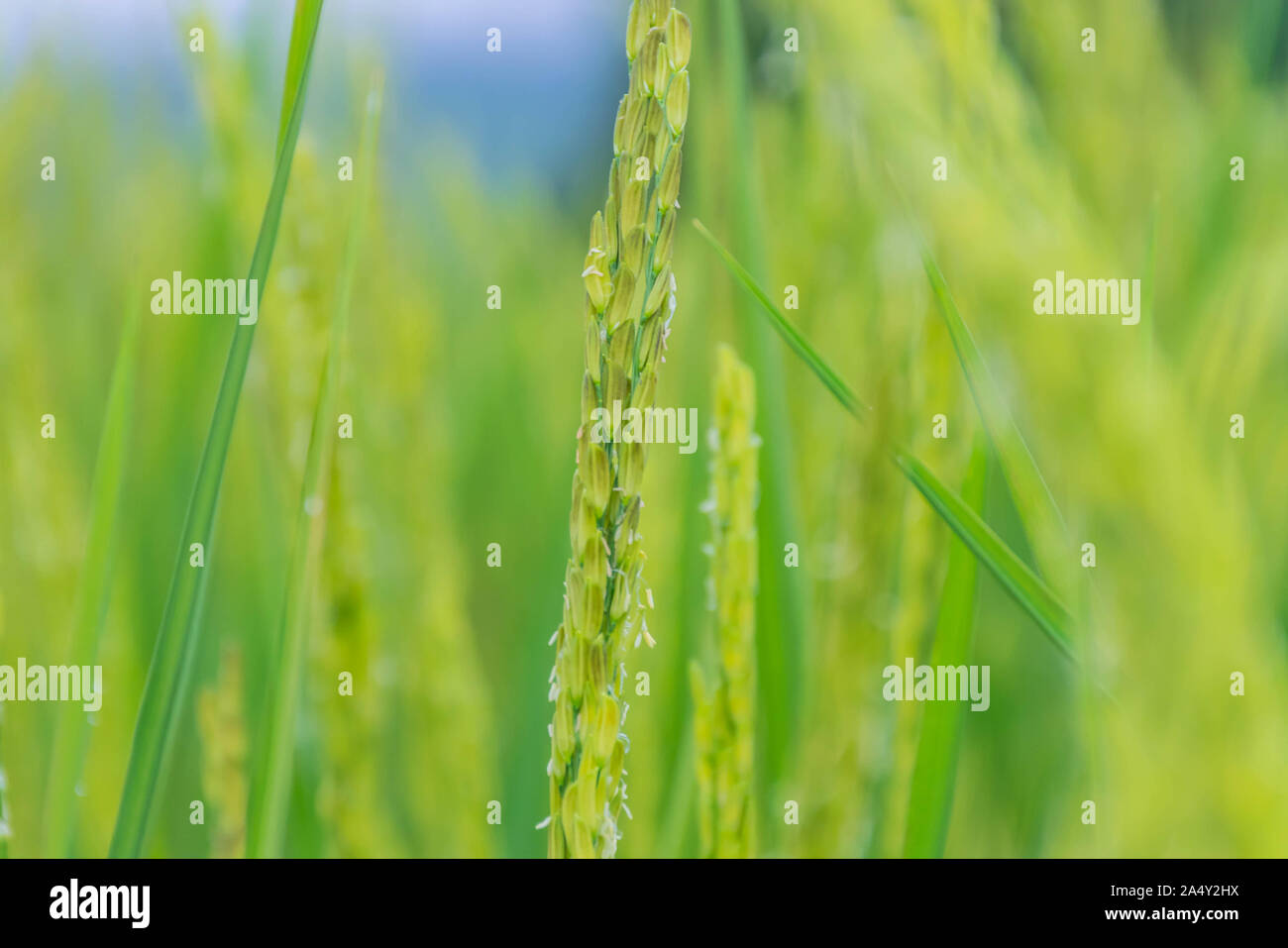Stade de reproduction du riz Banque de photographies et d’images à ...
