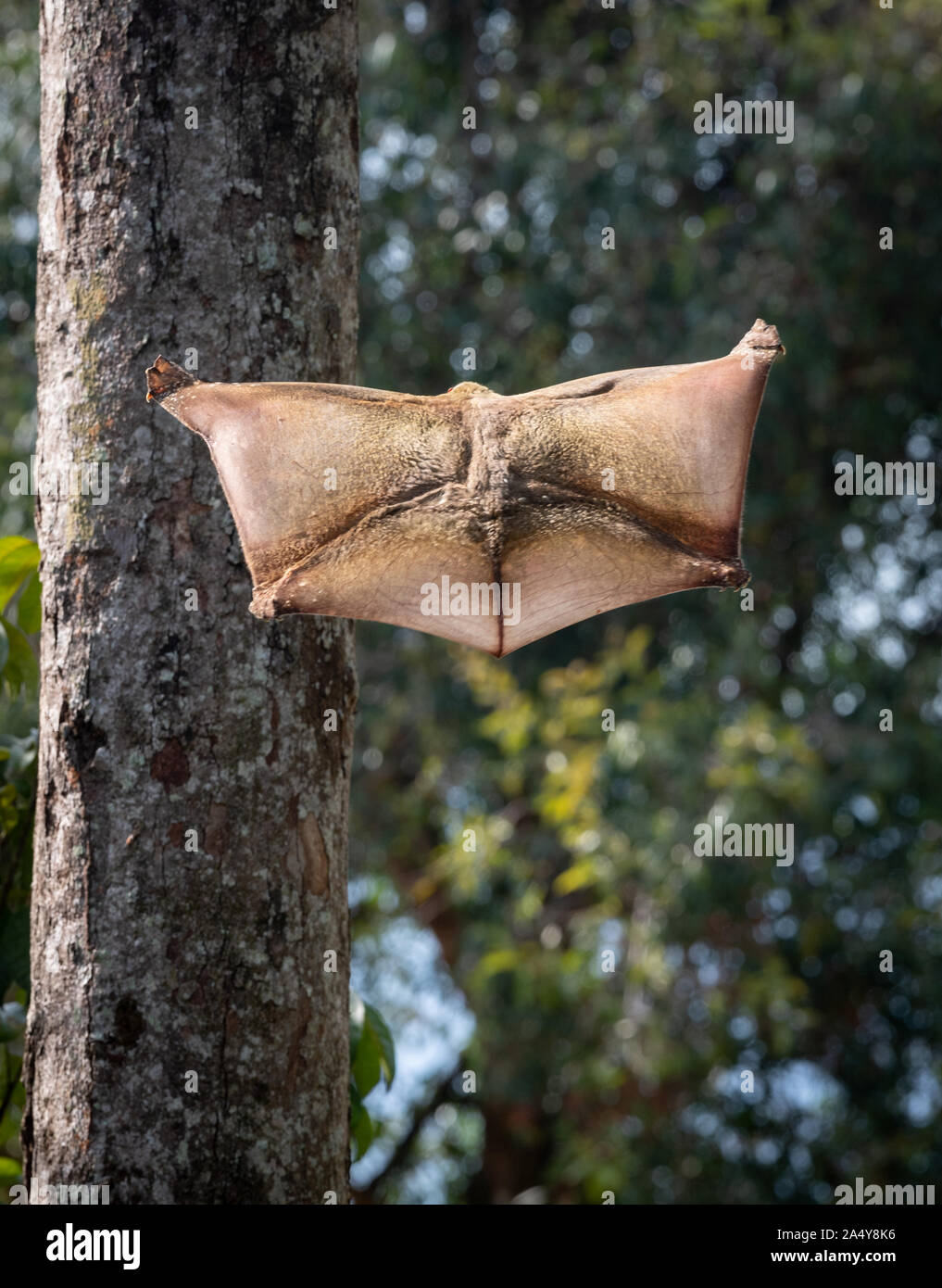 Malayan flying lemur Banque de photographies et d’images à haute ...