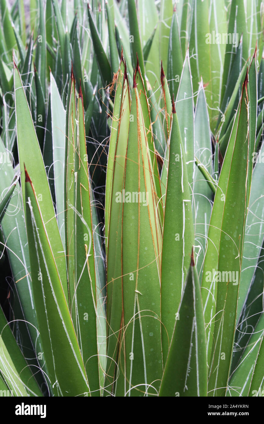 Agave filifera Banque de photographies et d’images à haute résolution ...