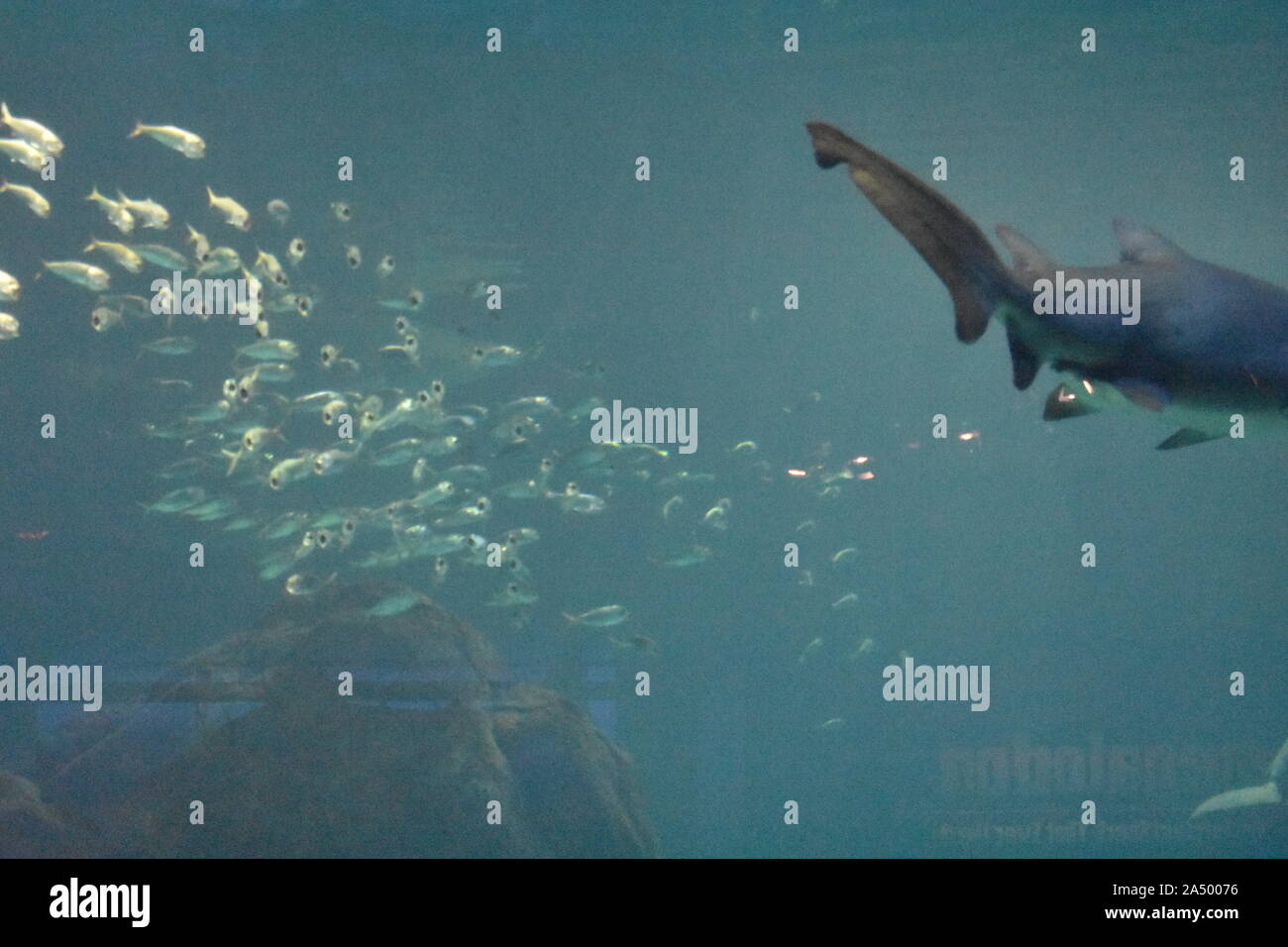 Queue de requin Banque de photographies et d’images à haute résolution ...