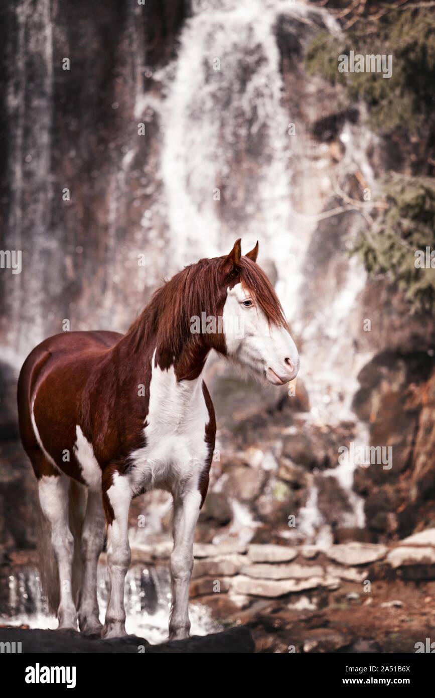 Section de poney gallois a Banque de photographies et d’images à haute ...