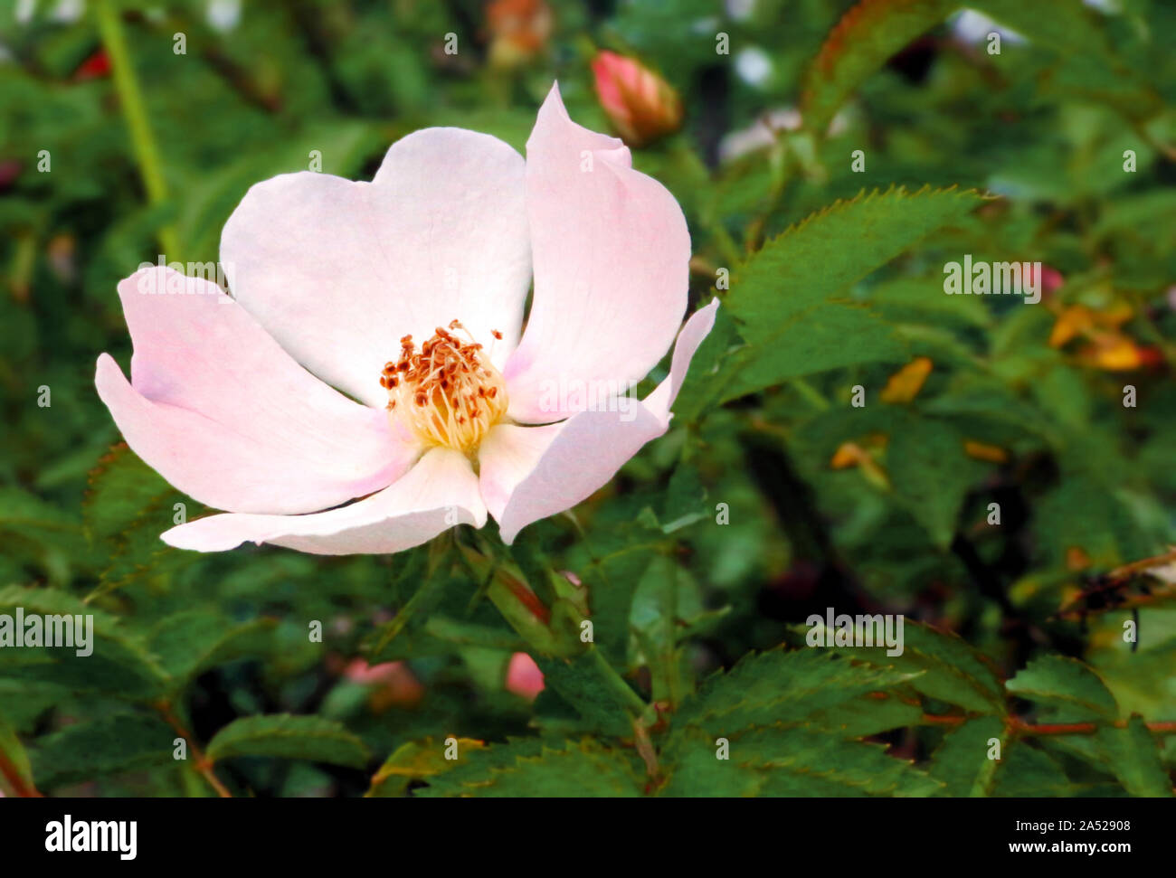 Eglantine flower Banque de photographies et d’images à haute résolution ...