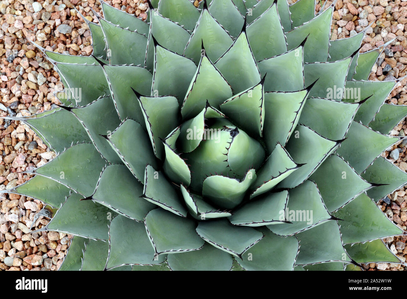 Agave texan Banque de photographies et d’images à haute résolution - Alamy