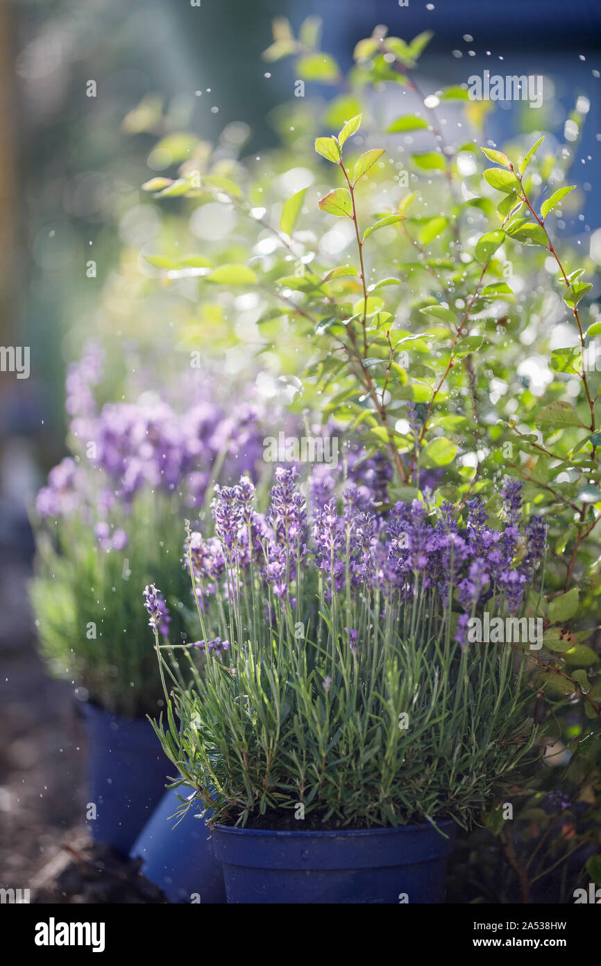 Haie de lavande Banque de photographies et d’images à haute résolution ...