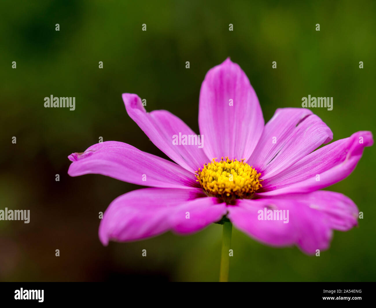 Cosmos macro Banque de photographies et d’images à haute résolution - Alamy