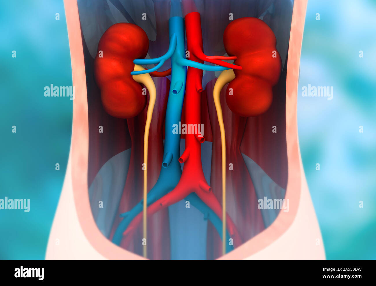Anatomie du rein humain sur l'arrière-plan scientifique. 3d ...