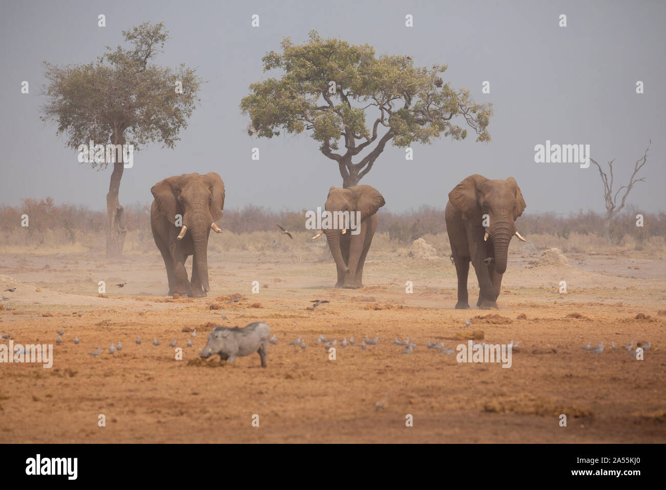 Kalahari elephant Banque de photographies et d’images à haute ...