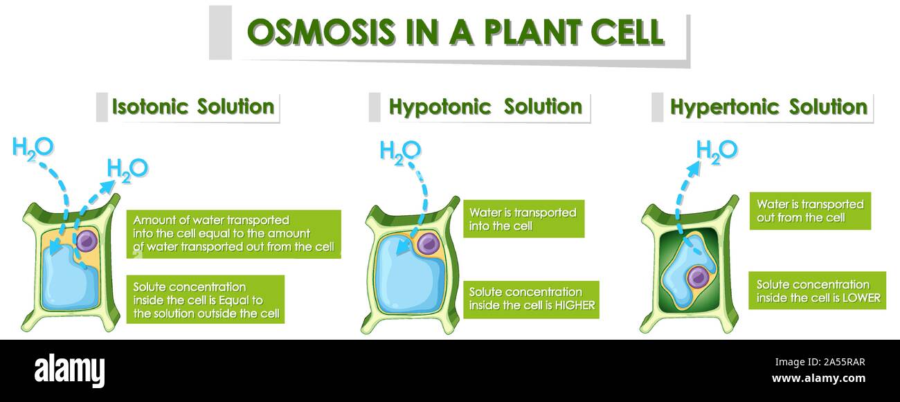 Osmose cellulaire Banque d'images vectorielles - Alamy