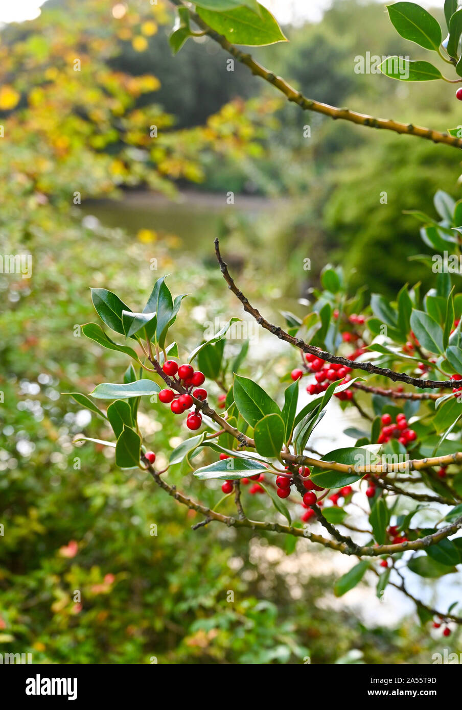 Arbuste aux fruits rouges Banque de photographies et d’images à haute ...