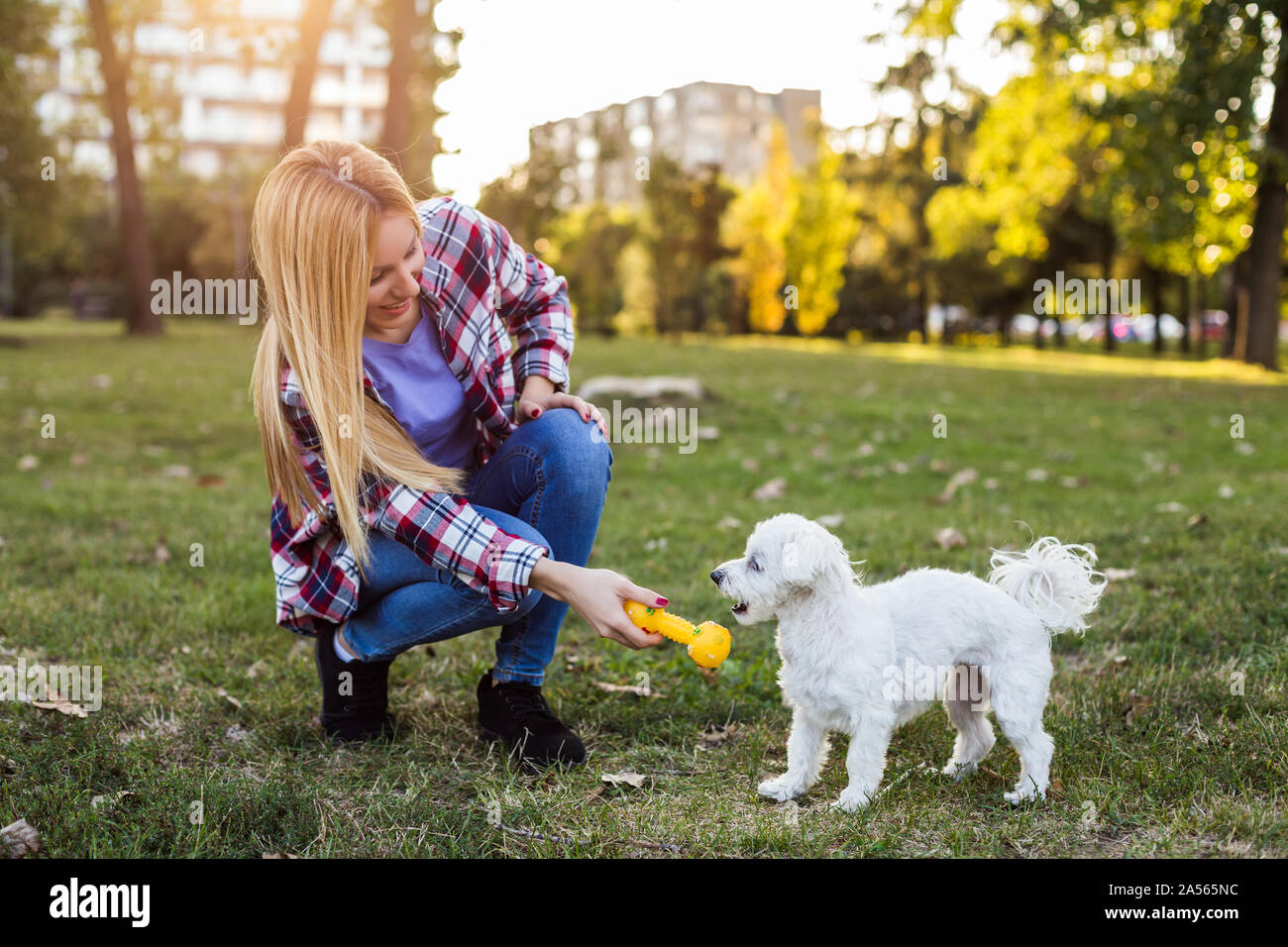 Femme jouant avec son chien caniche Banque de photographies et d’images ...
