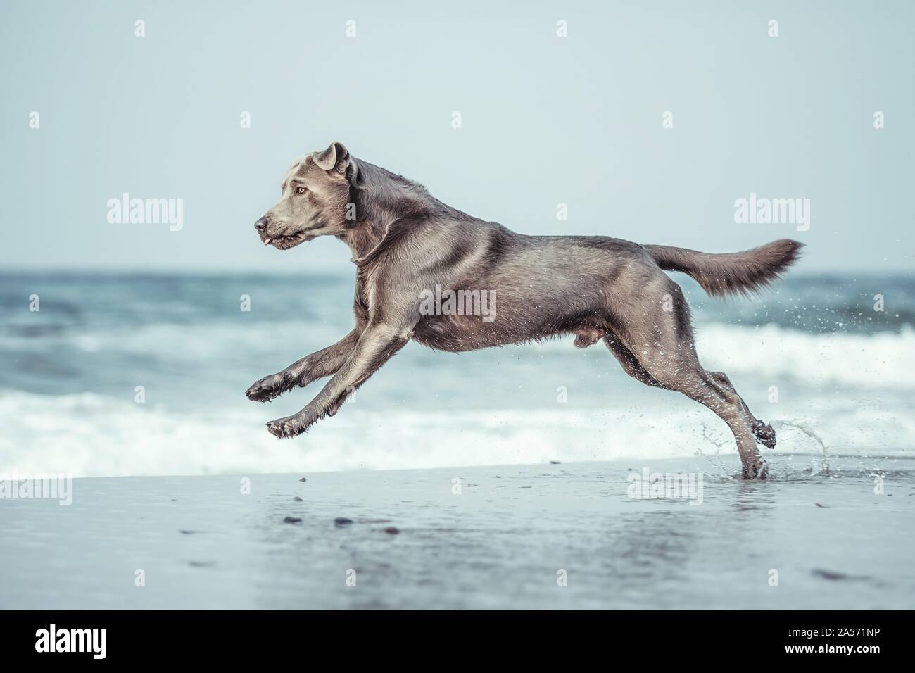 Mer Labrador Banque d'image et photos - Alamy