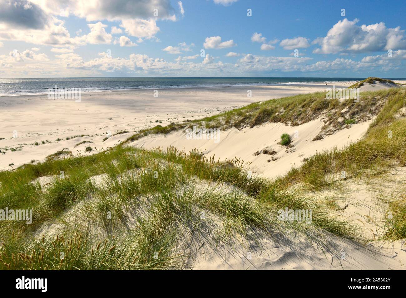 Plage des dunes couvertes de l'avoine, Amrum, au nord de l'île de la ...