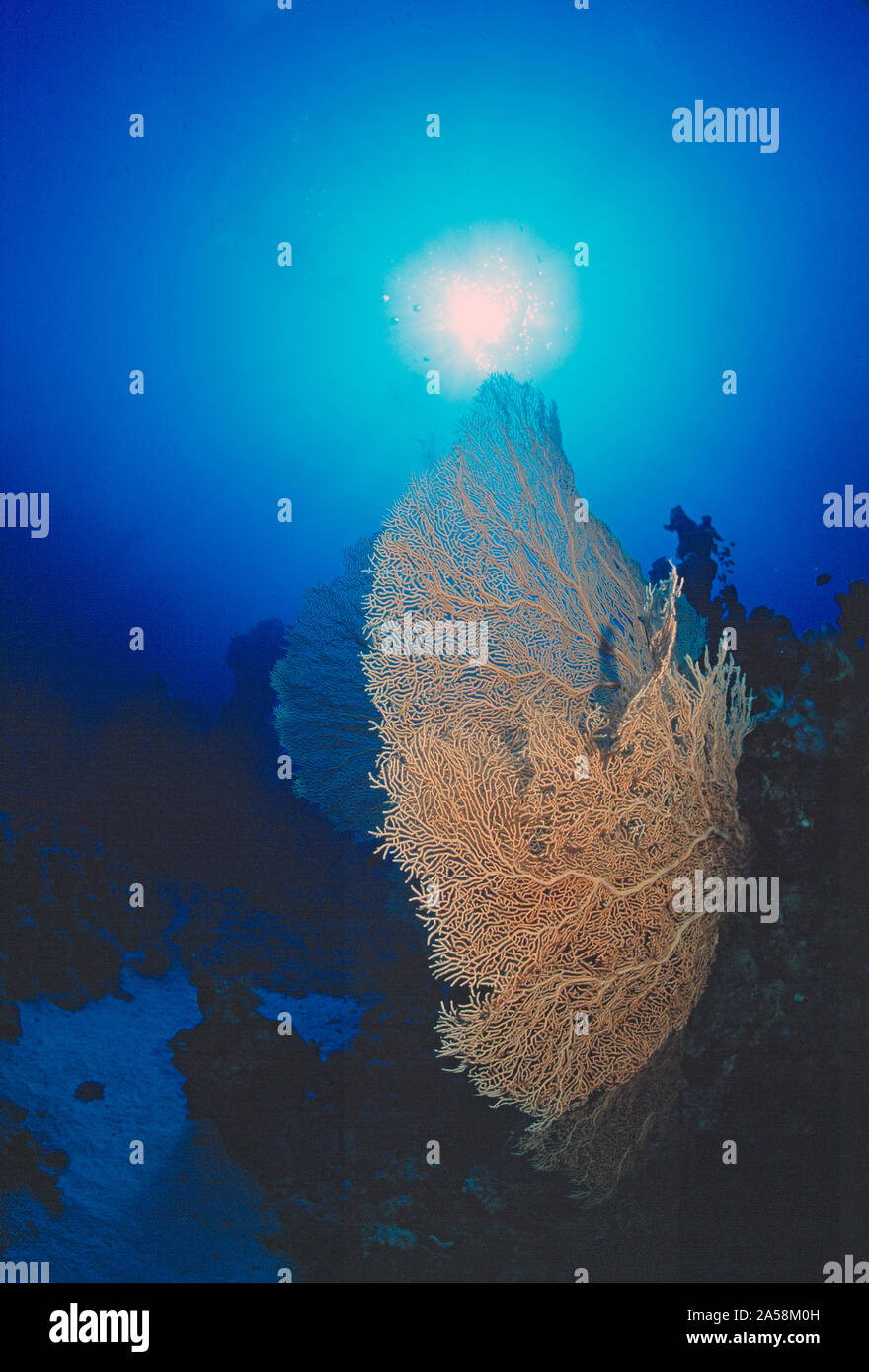 Faune de la mer rouge Banque de photographies et d’images à haute ...