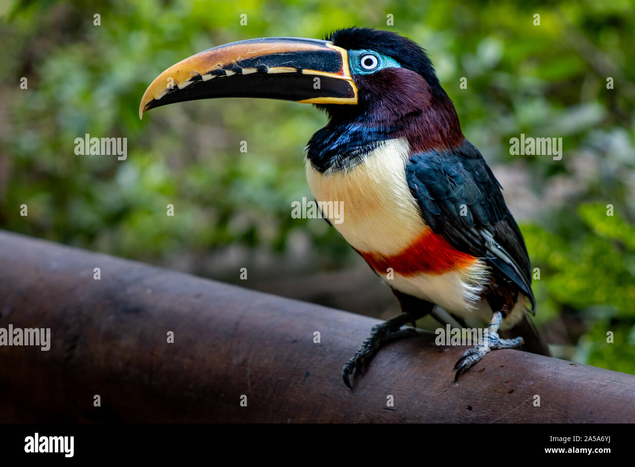 Oiseau tropical Banque de photographies et d’images à haute résolution ...
