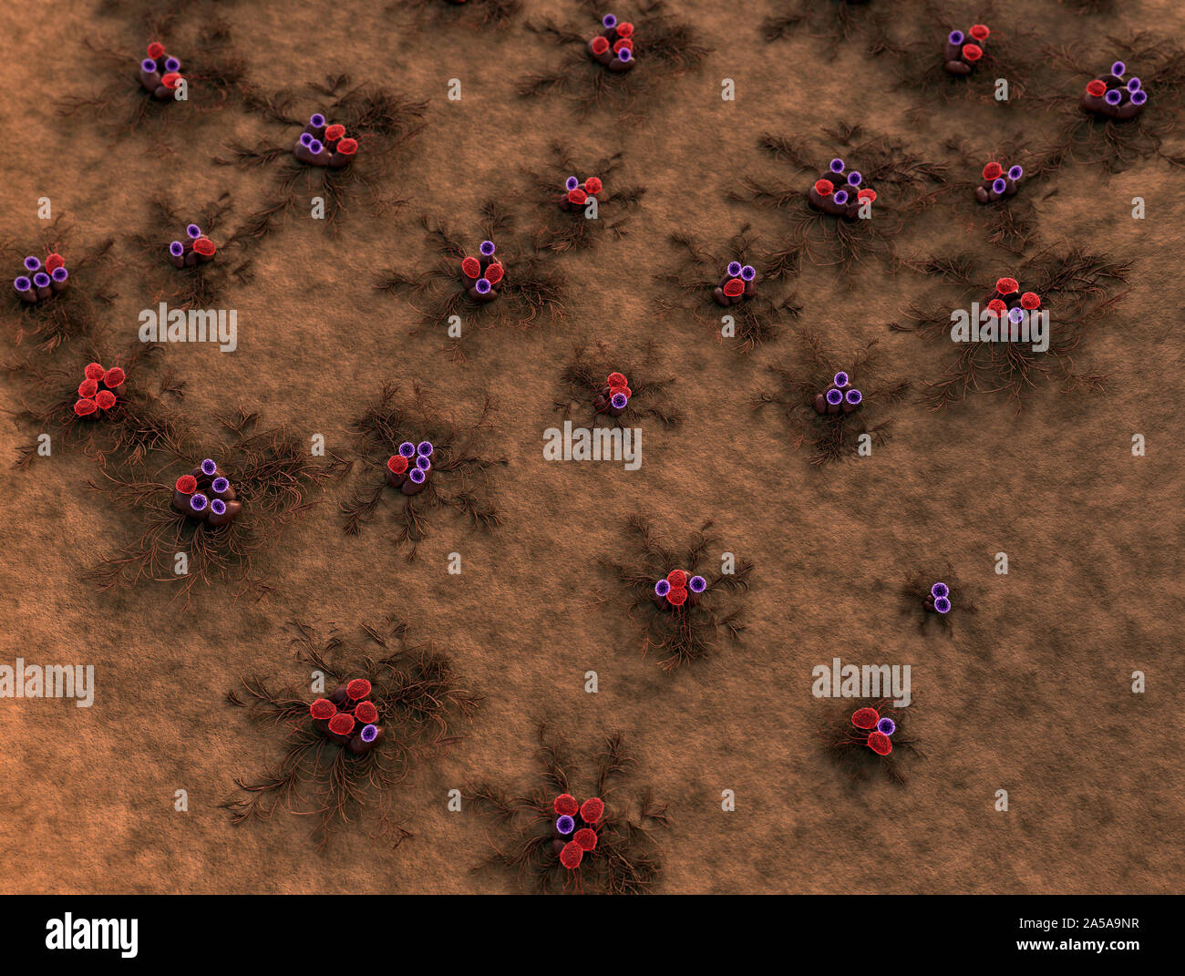 Lymphocyte et macrophage microscope Banque de photographies et d’images ...