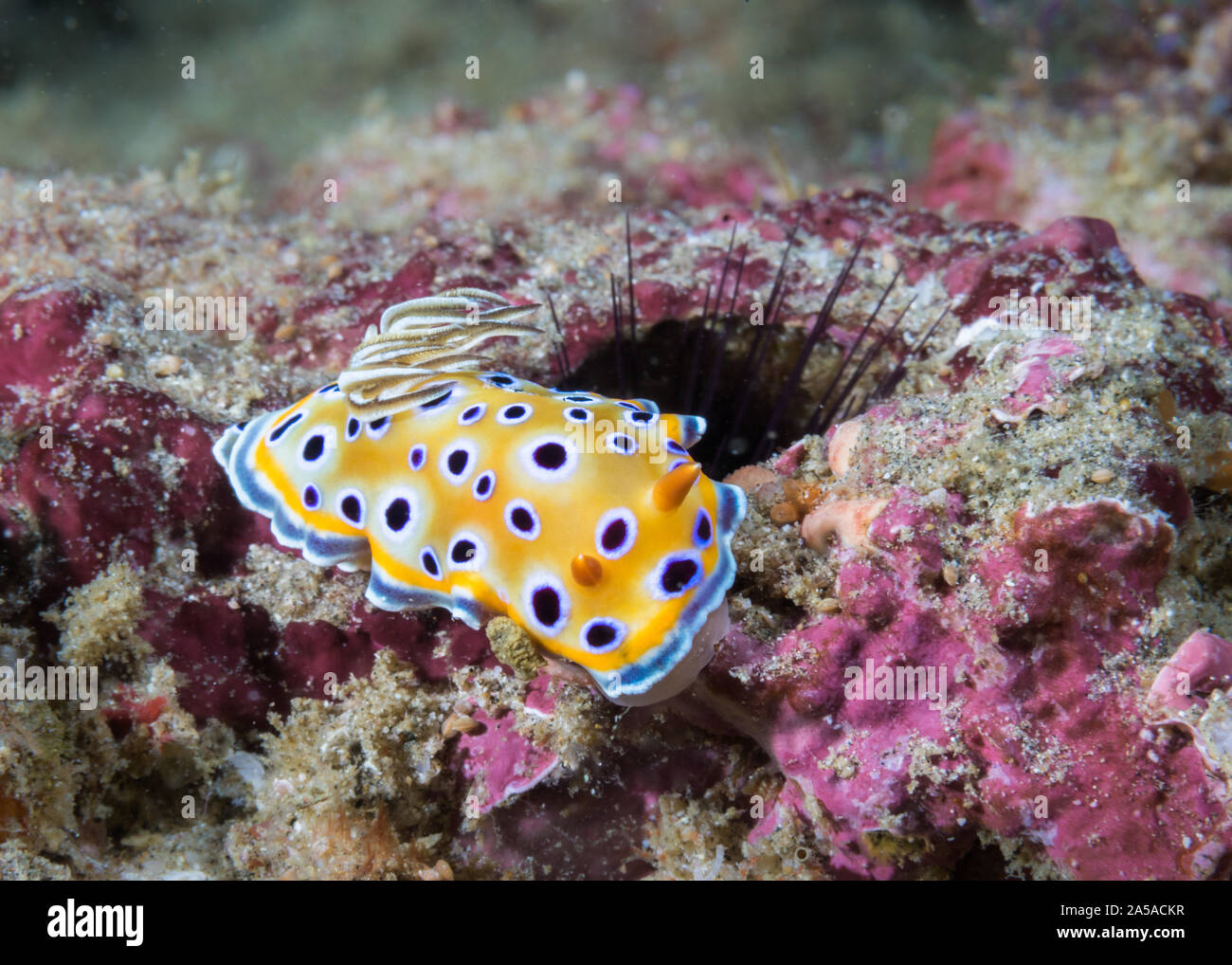 Goniobranchus geminus Banque de photographies et d’images à haute ...