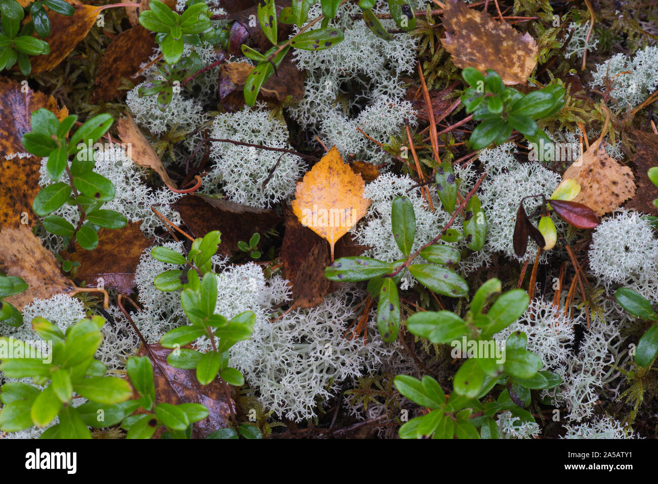 Nature forêt sous bois Banque de photographies et d’images à haute ...