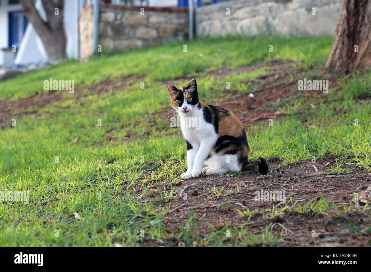 Cute cat sauvage photographié dans l'île de Chypre. Fluffy, le Furry ...