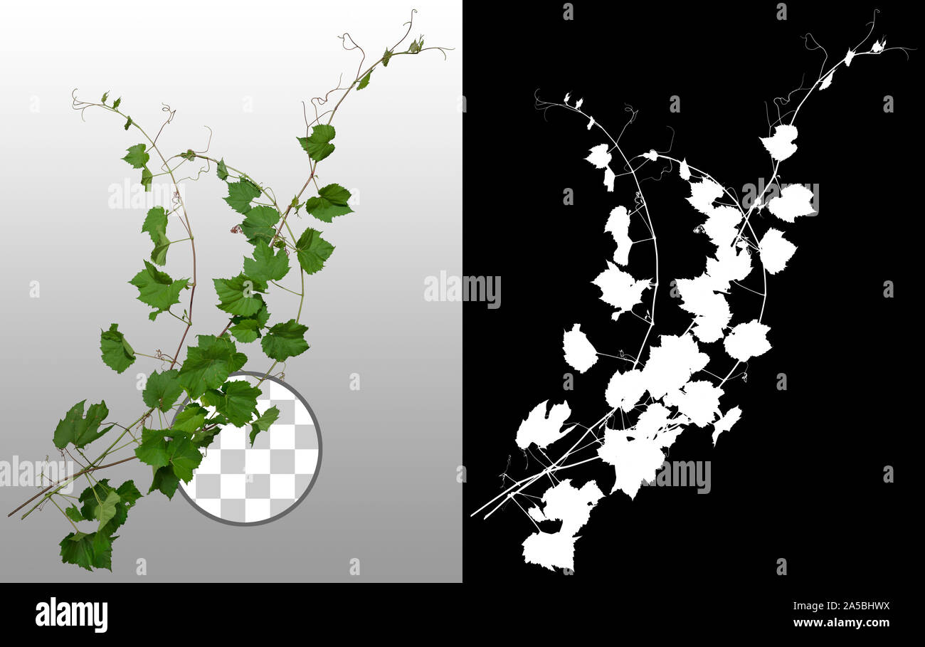 Végétaux png Banque de photographies et d’images à haute résolution - Alamy