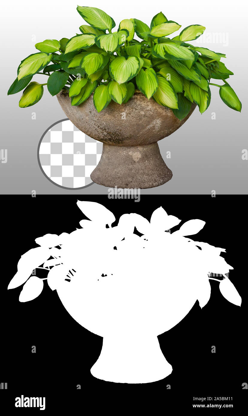 Découpez le feuillage dans un pot de pierre. Plante exotique. Plante ...